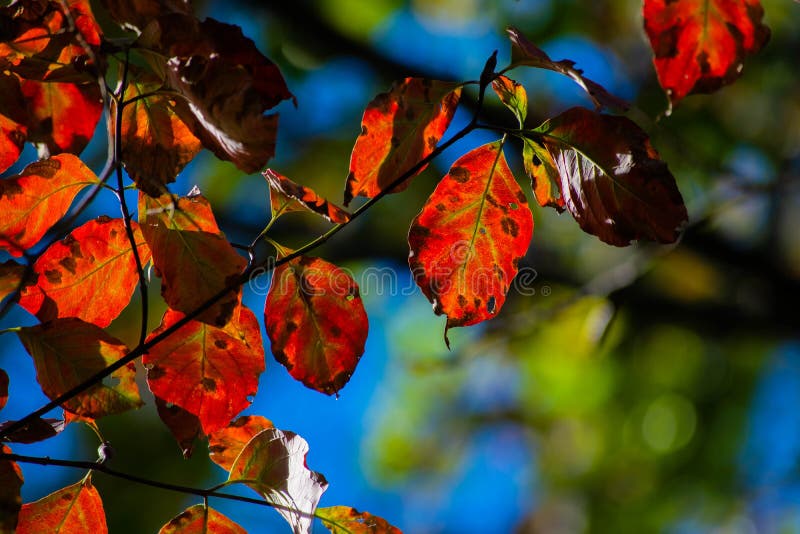 Bright Red Fall Leaves Close Up Stock Image - Image of background ...