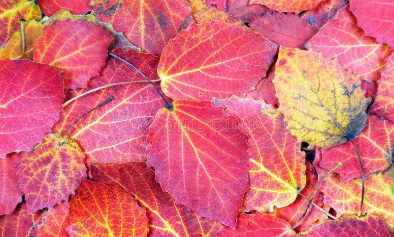 Bright Red Fallen Leaves Texture Background. Stock Image - Image of ...