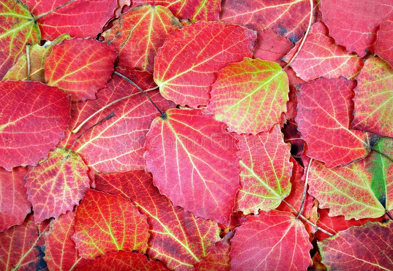 Bright Red Fallen Leaves Texture Background. Stock Photo - Image of ...