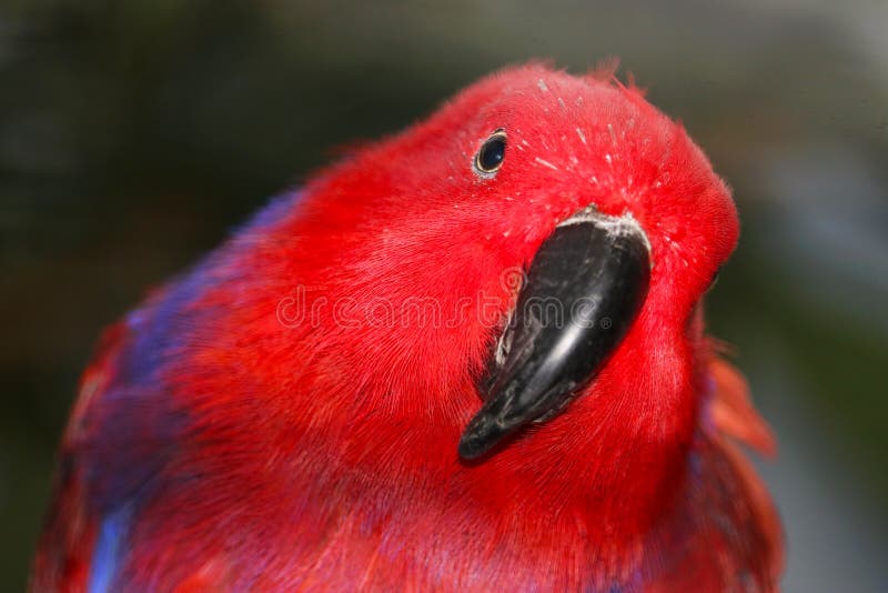 Bright Red Female Eclectus Parrot with the Head Tilted To the Side in ...