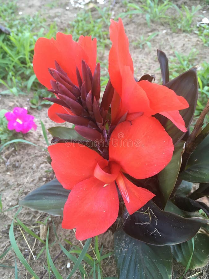 Bright red fire flower stock photo. Image of bloom, large - 94827408