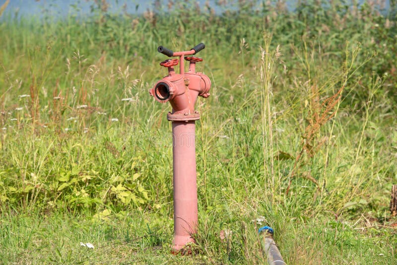 Pomp Grass Stock Photos - Free & Royalty-Free Stock Photos from Dreamstime