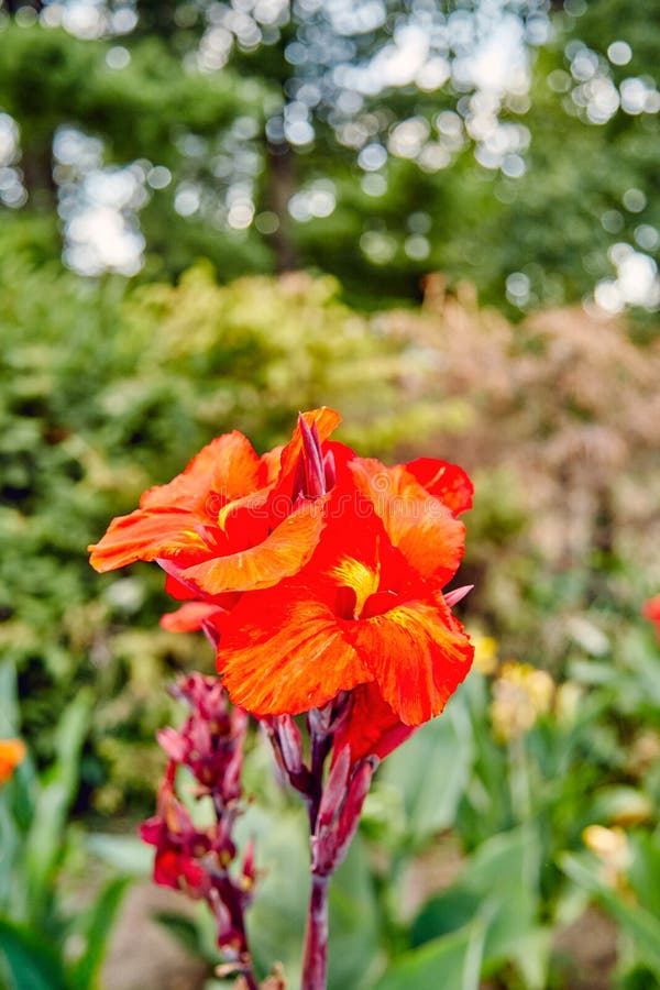 Bright red flower stock photo. Image of blooming, blossom - 67805854