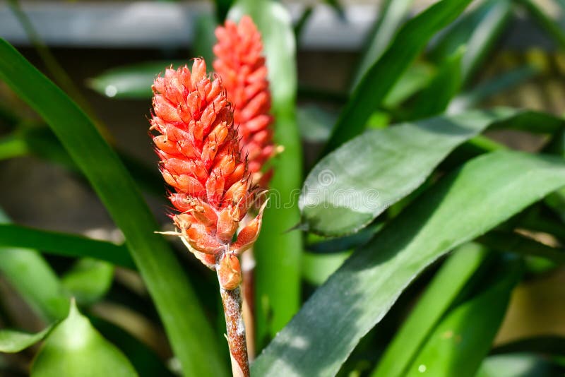 Flower of `Aechmea Cylindrata` Plant Stock Photo - Image of bromeliad ...