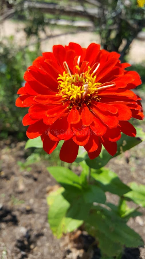 Bright red stock image. Image of blooms, bright, garden - 95526481