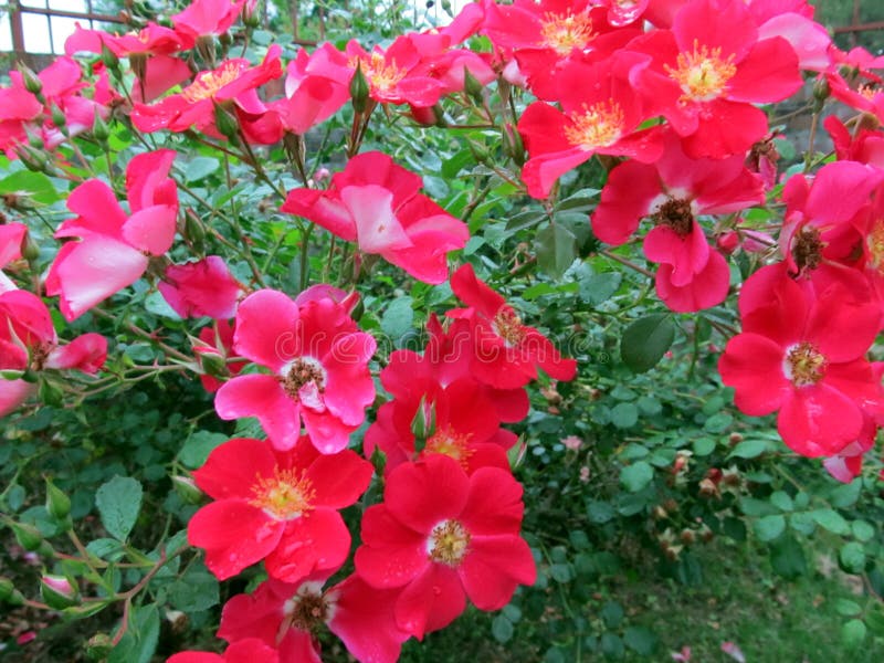 Bright red flower bush stock photo. Image of colored - 92769992