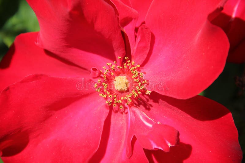 Bright red flower stock photo. Image of garden, flower - 41042638