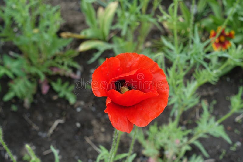 1 Bright Red Flower of Common Poppy Stock Image - Image of flanders ...