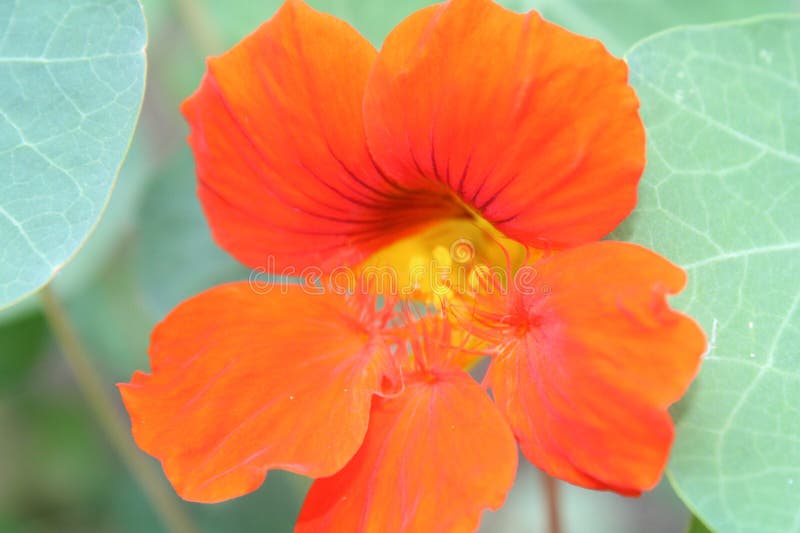 Bright Red Flower Growing in a Garden Stock Image - Image of nature ...