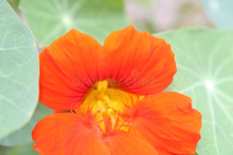 Bright Red Flower Growing in a Garden Stock Image - Image of light ...