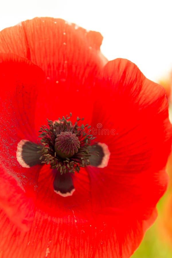 Bright Red Flower with Pestle and Pollen in Macro View Stock Photo ...