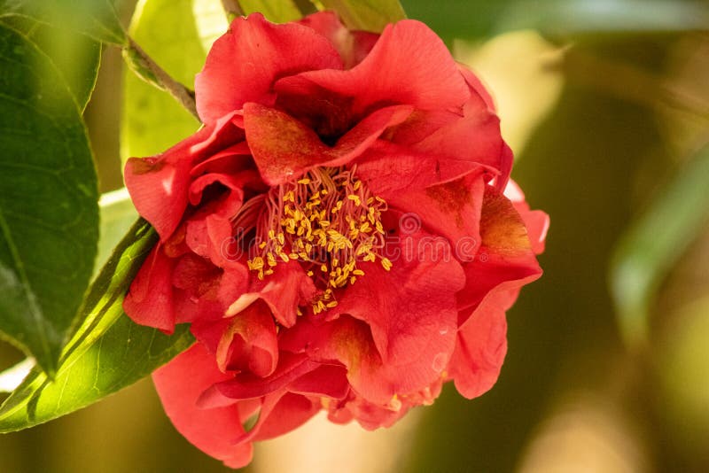 Bright red flower stock photo. Image of blooming, floral - 148786574