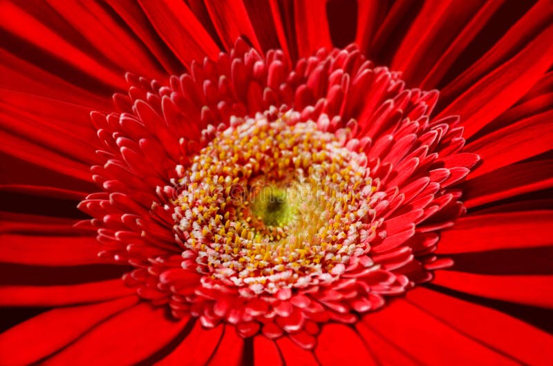 Bright Red Flower with Pollen on Stamens Stock Image - Image of botany ...