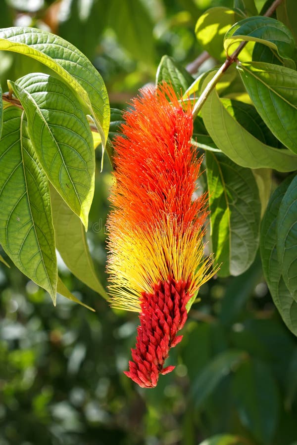 Bright Red Flower of Tropical Tree with Large Stamens Stock Image ...