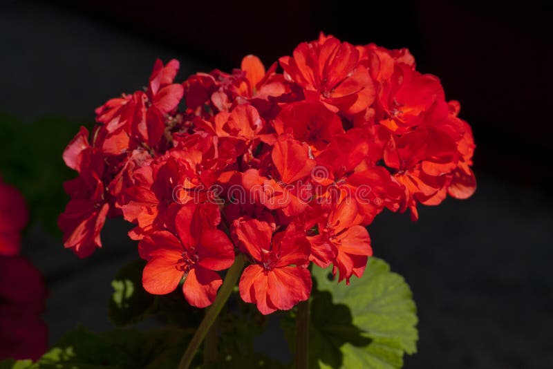 Bright red flowers bloom stock image. Image of blooming - 58275265