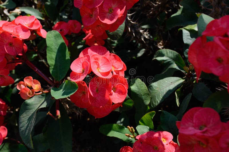 Bright red flowers stock image. Image of pollen, malvaceae - 50517045