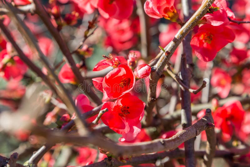 Bright Red Flowers on Branch Plant Stock Photo - Image of cherry ...