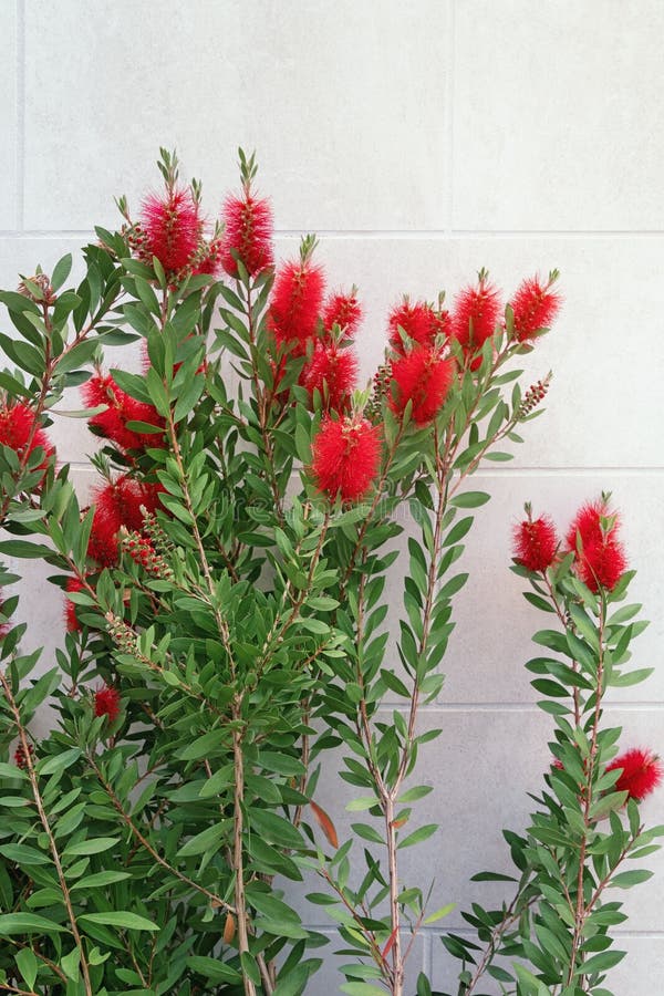 Callistemon stock image. Image of australia, flowers - 90822475