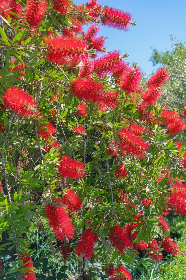 Bright Red Flowers of Callistemon Viminalis Tree Stock Photo - Image of ...