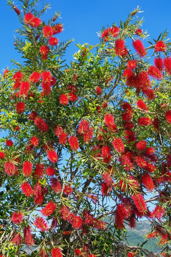 Red Flowers of Callistemon Viminalis Tree ( Weeping Bottlebrush ) Stock ...