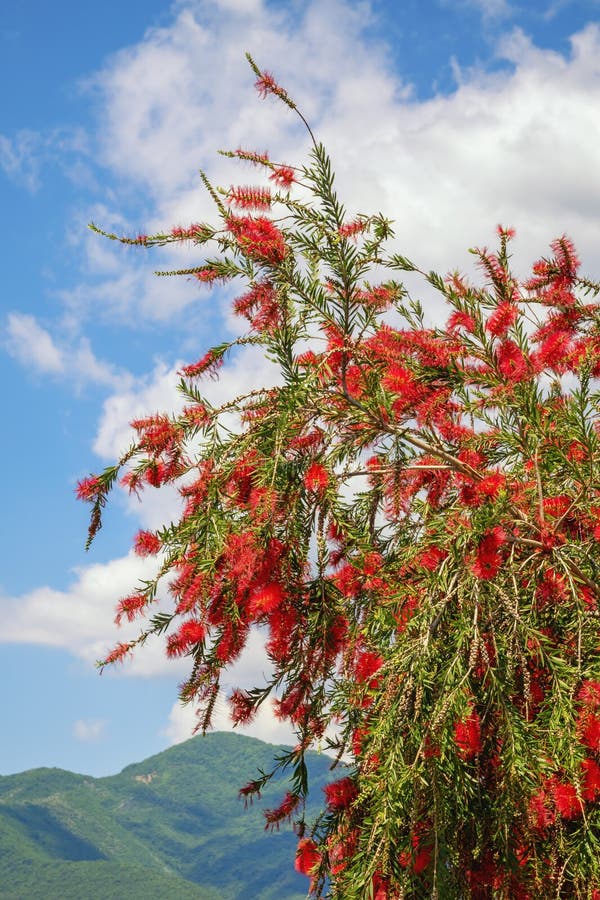 Bright Red Flowers of Callistemon Viminalis Tree ( Weeping Bottlebrush ...