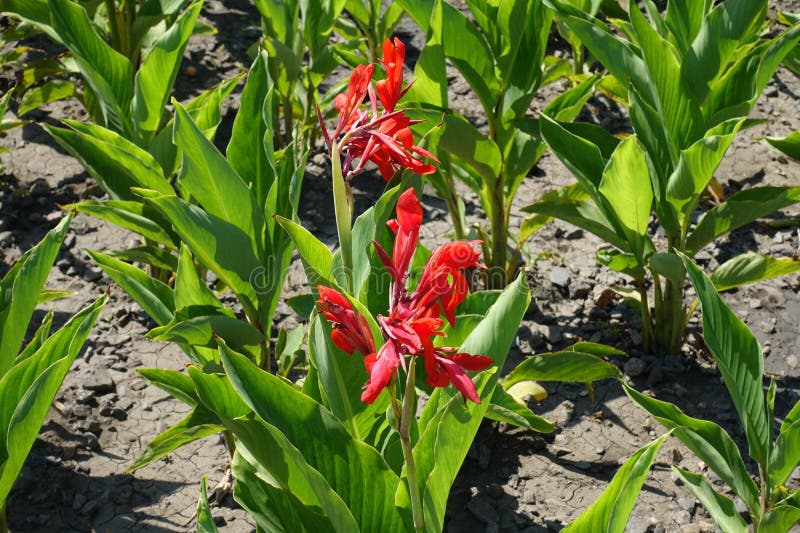 Bright Red Flowers of Canna Indica in August Stock Photo - Image of ...