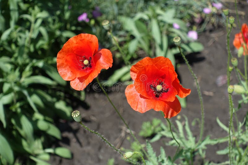 2 Bright Red Flowers of Poppy in June Stock Image - Image of bloom ...