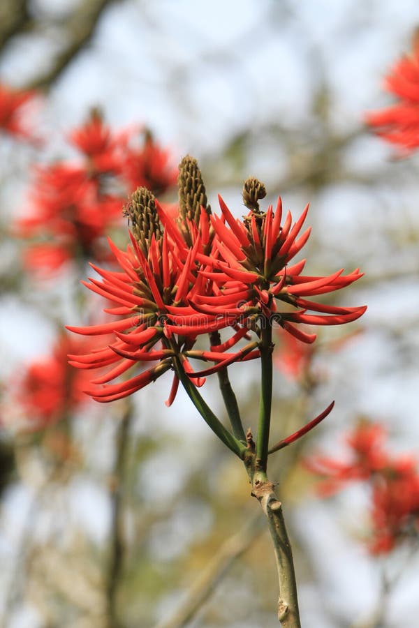 A Bright Red Flowers of the Coral Tree Erythrina Lysistemon Stock Image ...