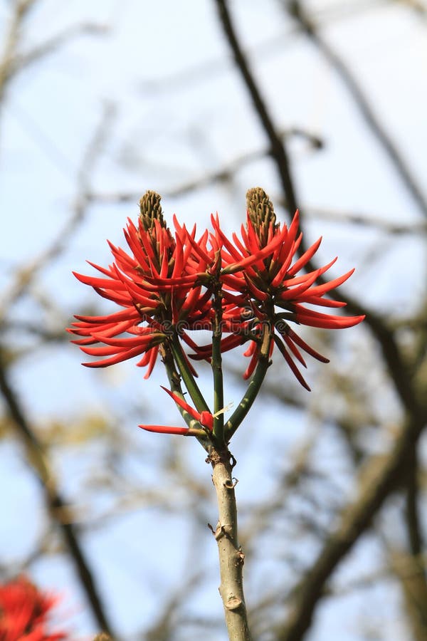 A Bright Red Flowers of the Coral Tree Erythrina Lysistemon Stock Photo ...