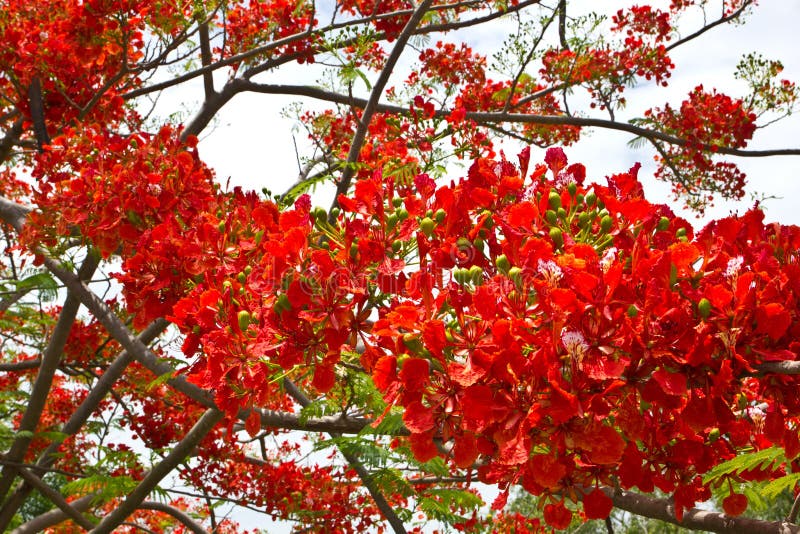 Beautiful red flowers stock image. Image of abstract - 14612579