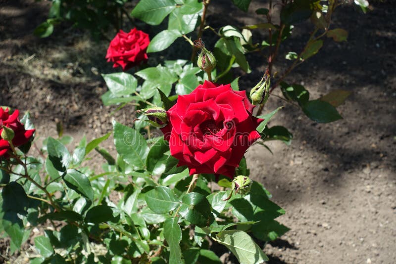 Bright Red Flowers of Rose in the Garden Stock Image - Image of thorn ...