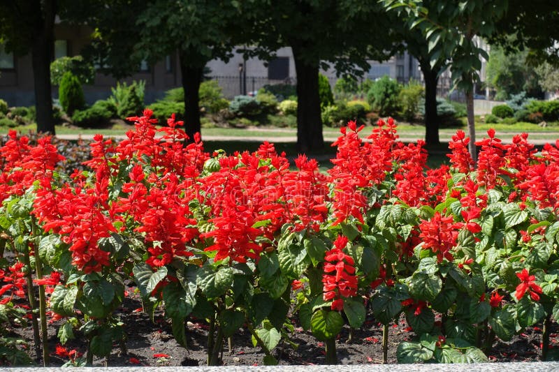 Bright Red Flowers Salvia Splendens August Stock Photos - Free ...