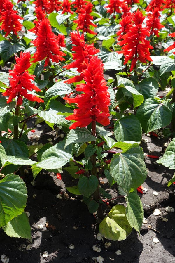 Bright Red Flowers of Salvia Splendens Plants Stock Photo - Image of ...
