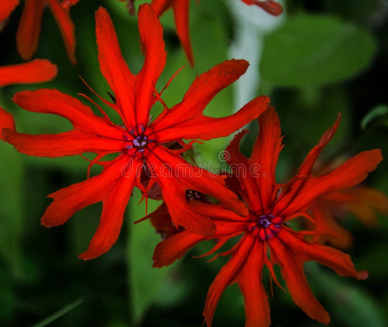 The Bright Red Flowers Separated by Petals and Black Pattern on the ...