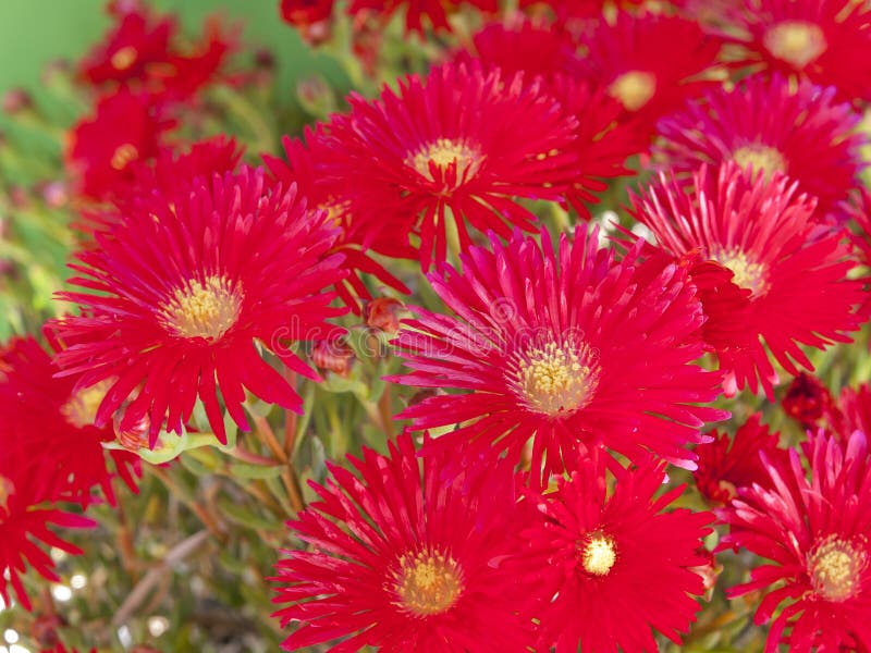 Bright red flowers stock image. Image of details, petal - 31413479