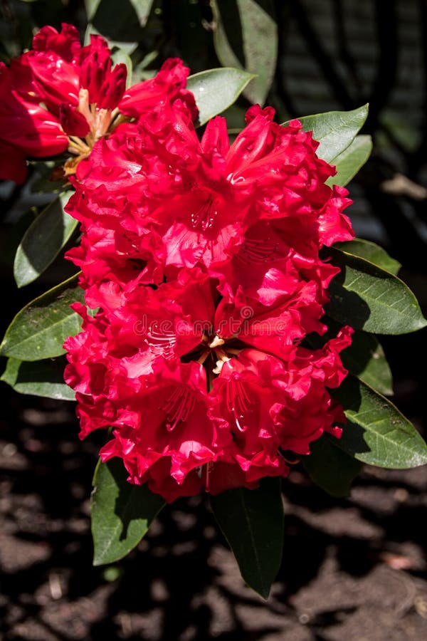 Bright Red Flowers in a Spring Garden Stock Photo - Image of small ...