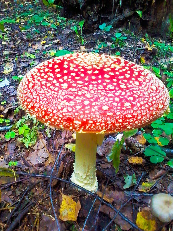 Bright, Red Fly Agaric in a Clearing. Stock Photo - Image of glade ...