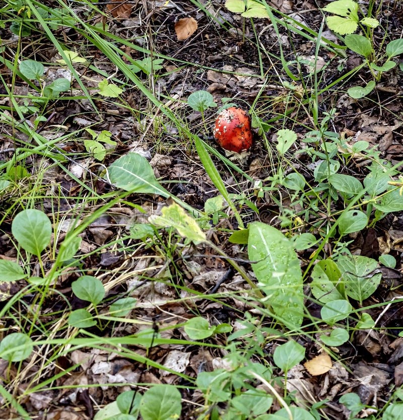Bright Red Fly Agaric in the Forest among Green Grass Stock Image ...
