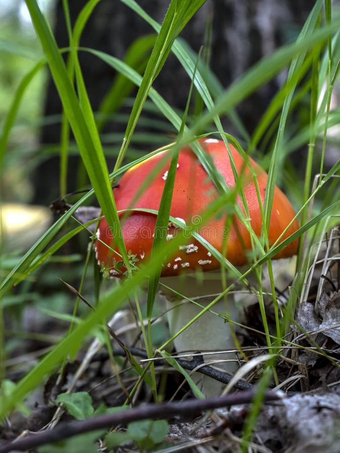 Bright Red Fly Agaric with a Round Hat in the Forest Stock Photo ...