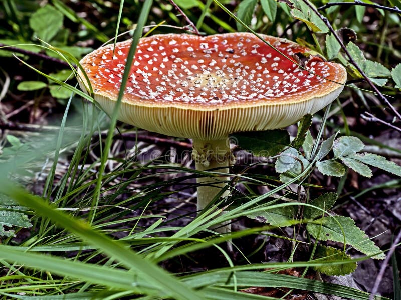 Bright Red Fly Agaric Saucer Shaped Hat Stock Photos - Free & Royalty ...