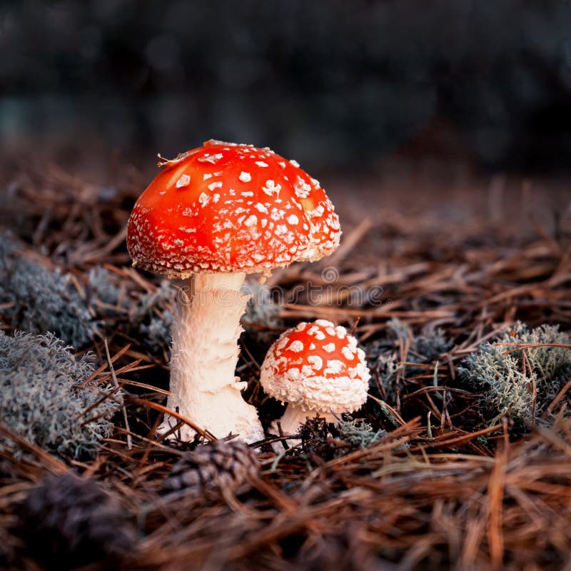 Bright Red Fly Agaric with White Pimples Stock Image - Image of ...