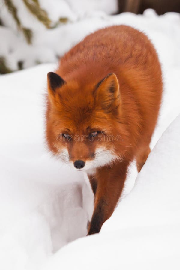 300 Serious Fox Stock Photos - Free & Royalty-Free Stock Photos from ...