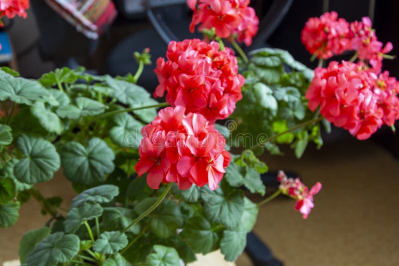 Bright red geranium flower stock image. Image of flower - 179799521