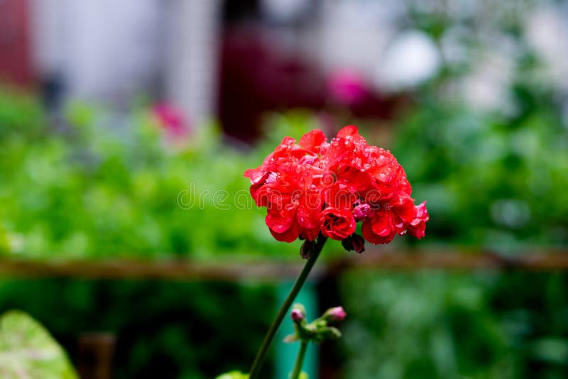 Bright red geranium. stock image. Image of color, drop - 93153409