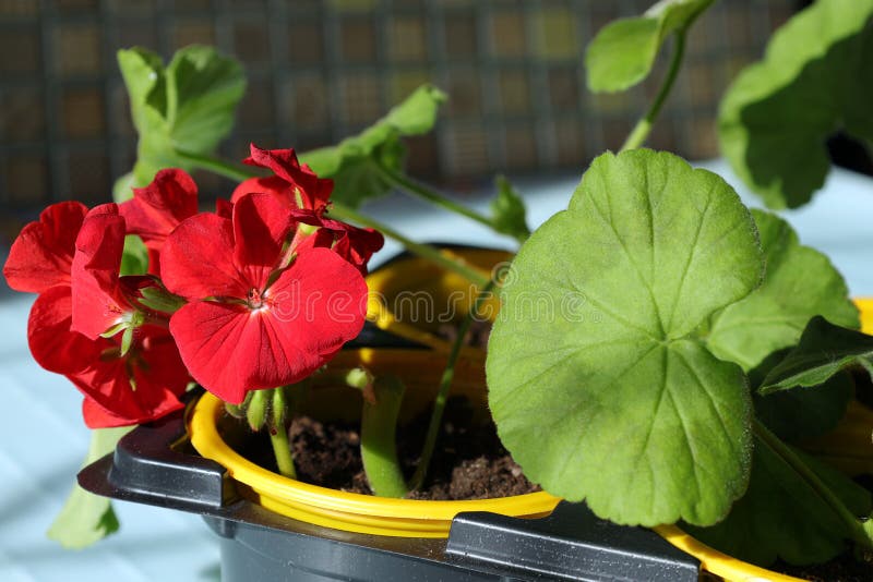 Bright Red Geranium (pelargonium) Flowers in a Flower Plastic Pot Stock ...