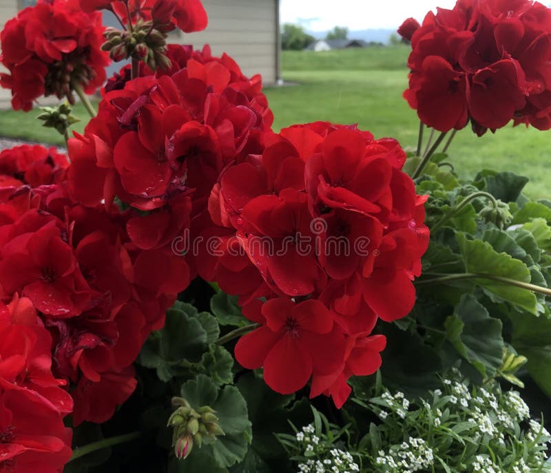 Bright Red Geraniums and Baby Breath Stock Photo - Image of brilliant ...