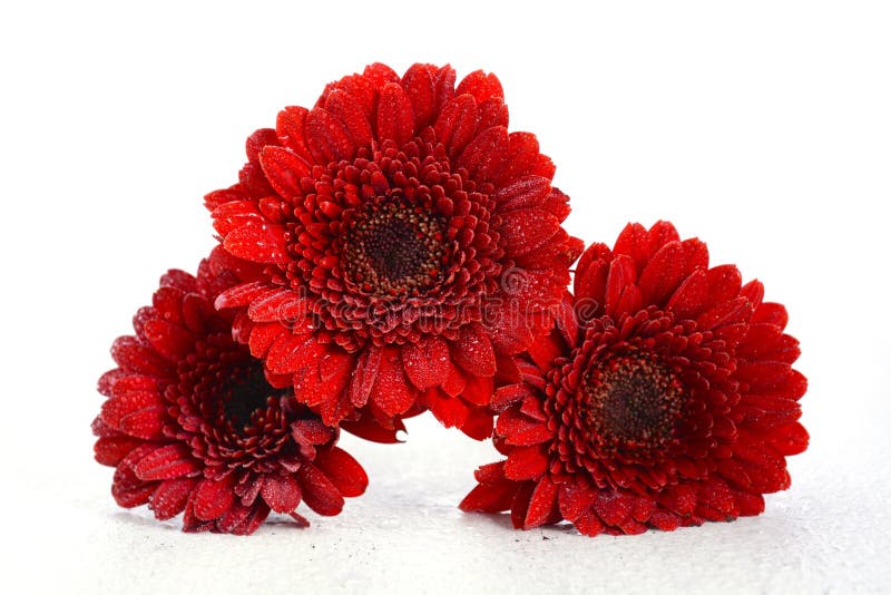 Bright Red Gerbera Daisy Flowers Stock Photo - Image of blossom ...