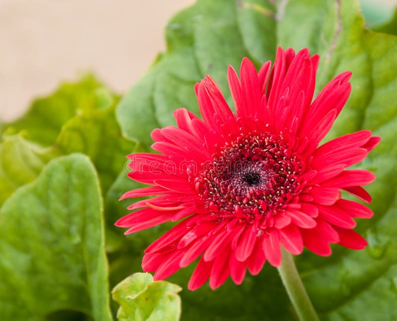 Bright Red Gerbera Daisy after Rain Stock Image - Image of nature ...