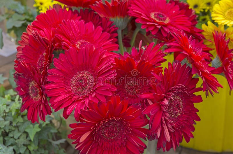 Bright red gerberas. stock image. Image of blossom, flower - 101548011