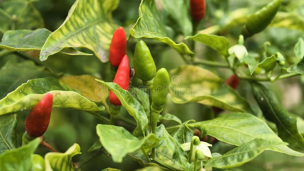 A Bright Red and Green Chilli Stock Image - Image of produce, branch ...